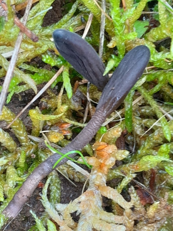 Småsporet jordtunge - Geoglossum elongatum - Fund #920780 - Arter