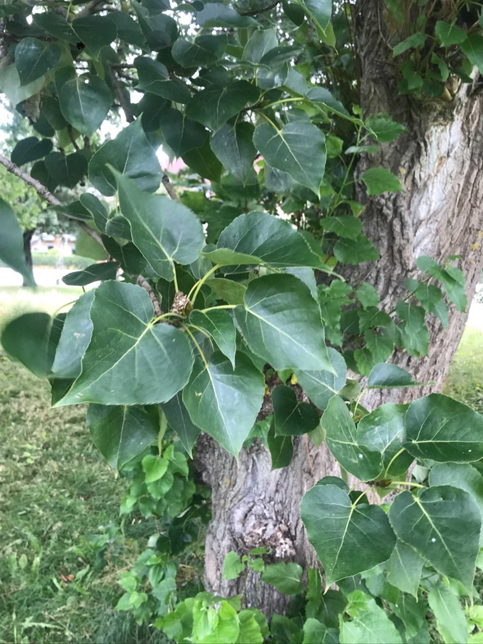 Populus ×jackii Sarg.