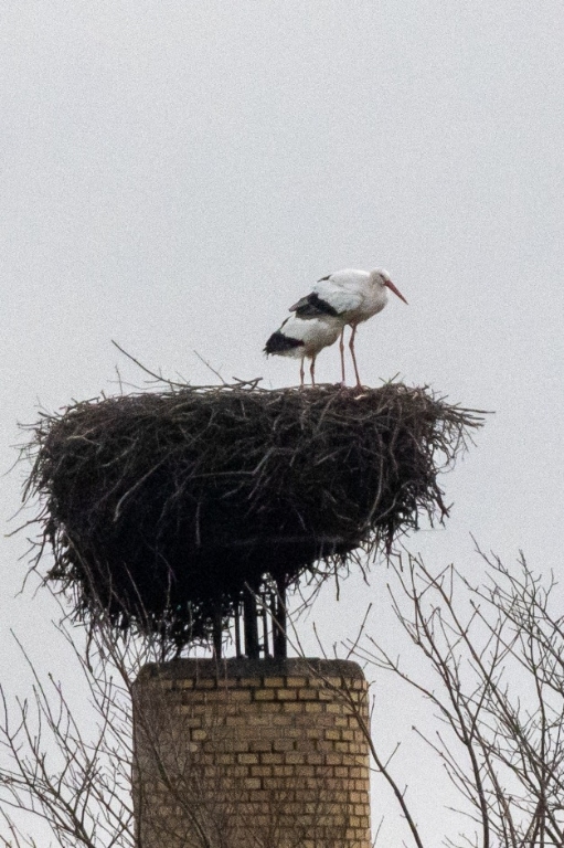 Hvid stork - Ciconia ciconia - Fund #241805 - Arter