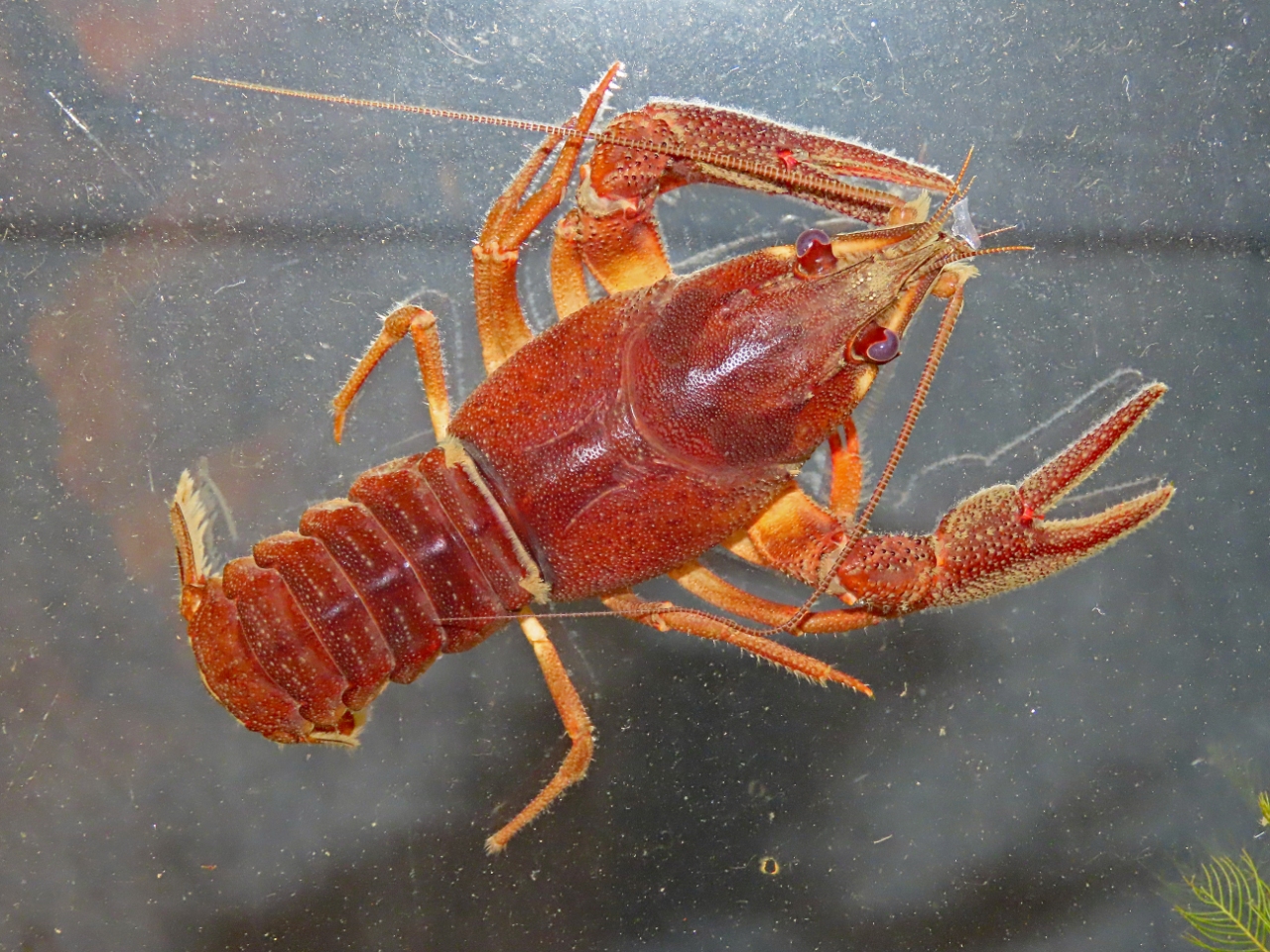 Flodkrebs - Astacus astacus - Fund #78095 - Arter